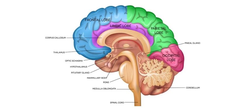 Human Brain Diagram Labeled With Functions Diagram